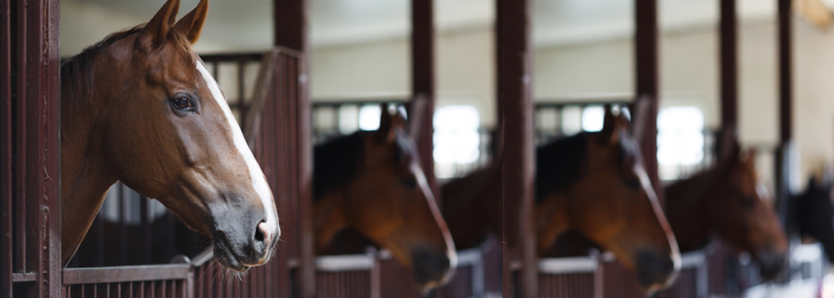 livery-stables - Cook and Barker